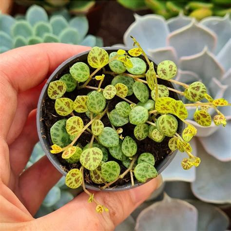 The TLC Your String Of Turtles Needs