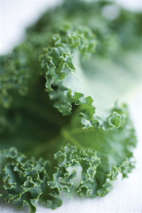 "Kale" by Stocksy Contributor "Jill Chen" - Stocksy