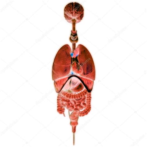 Anatomía Del Sistema Digestivo Humano 3d 2023