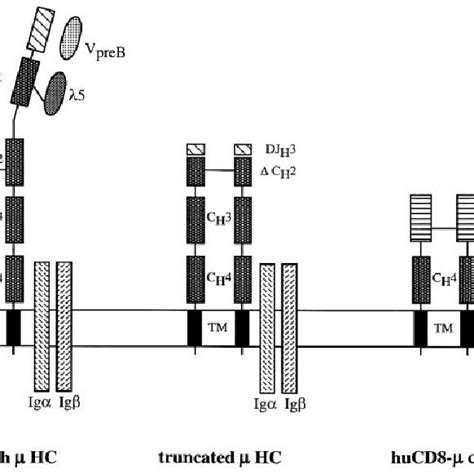 Structure Of Pre Bcr And Extracellular Truncation Mutants Left The Download Scientific