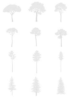 Tree Section View Ideas Tree Tree Photoshop Trees To Plant