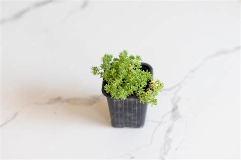 Premium Photo Green Sedum Succulent Plant In A Small Pot