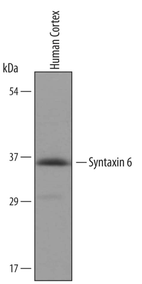 Human Syntaxin 6 Antibody R D Systems 100μg Unlabeledantibodies