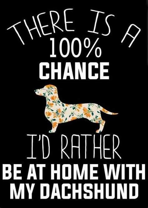 Dachshund Quotes Photos Images And Wallpapers