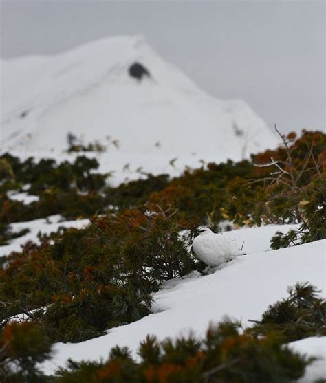 雷鳥フォトギャラリー2018年4月17日 立山室堂平 いこまいけ登山