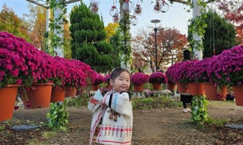 2024 대전 유성 유림공원 국화축제 기대 만발 네이버 블로그