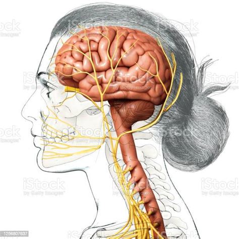 3d 여성 뇌 해부학의 의학적으로 정확한 그림을 렌더링 3차원 형태에 대한 스톡 사진 및 기타 이미지 3차원 형태 간뇌