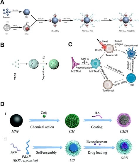 A Schematic Illustration Of The Synthesis Of Pda G5au Peg Dox Nps A