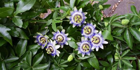 Passiflora Caerulea Growing And Caring For Passion Flowers