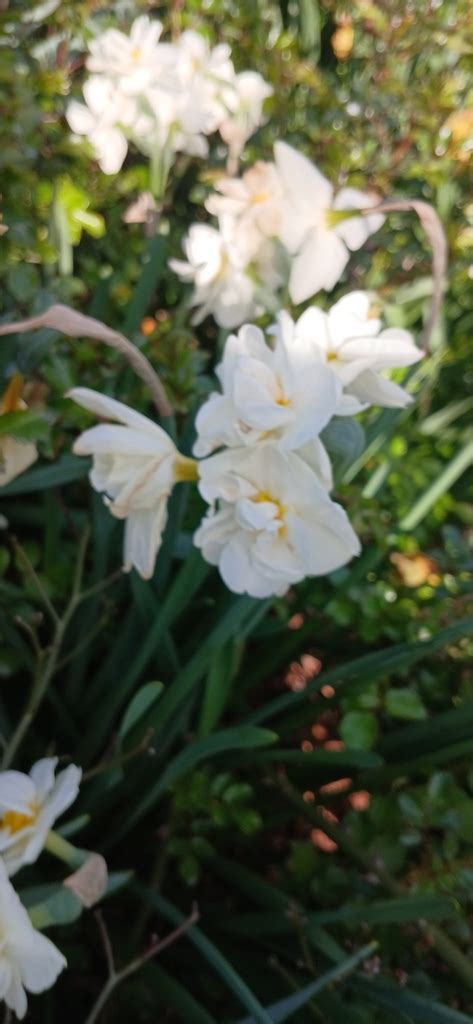 Daffodils From Ostrava Cz Vk Cz On April 27 2026 At 1009 Am By
