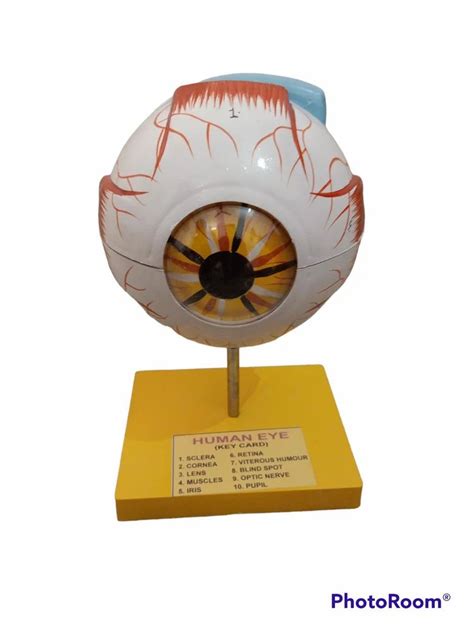 Human Eye Model At ₹ 750 Human Eye Model In Ambala Id 2854469092033