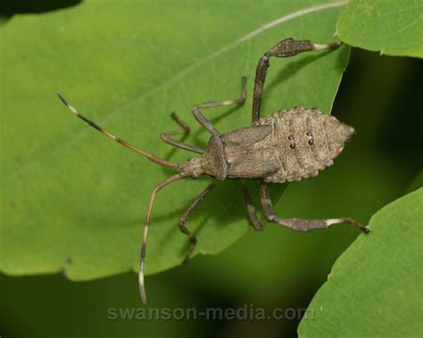 Images By Swanson Media Leaf Footed Bugs Coreidae 20 Of 33 Leaf