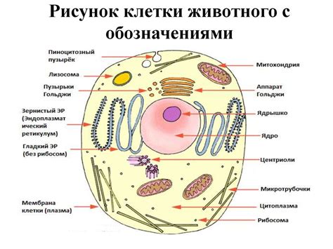 Сравнение клеток растений и животных Отличия между клетками презентация онлайн