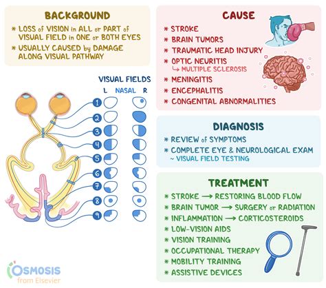 Anopia What Is It Causes Treatment And More Osmosis