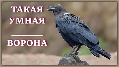 Поразительные умственные способности ворон - YouTube