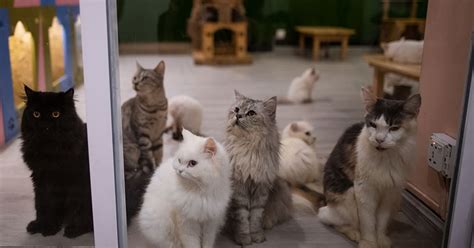 貓奴們看這邊！8月8日除了是父親節以外，更是「國際貓咪日」 International Cat Day！ Tatler Asia