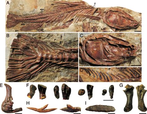 H Wui Gen Et Sp Nov A Holotype Ivpp V 15244 In Right View