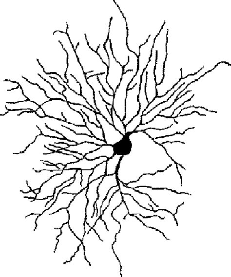 figure 1 from automatic contour extraction from 2d neuron images semantic scholar