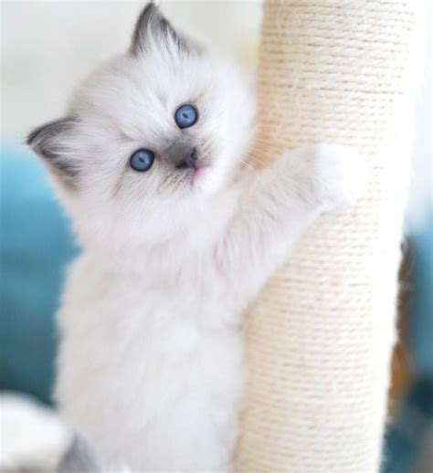 全网最全的猫瘟治疗方案 知乎