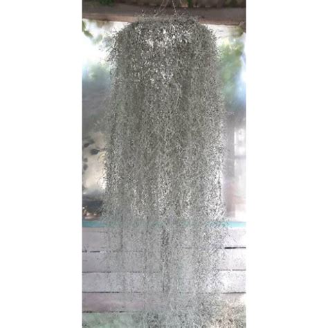 Jual Tanaman Hias Jenggot Dewa Jenggot Musa Tillandsia Usneoides 80