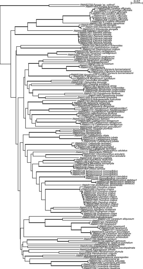Phylogenetic Tree Showing The Relationships Uncorrected P Distances Download Scientific