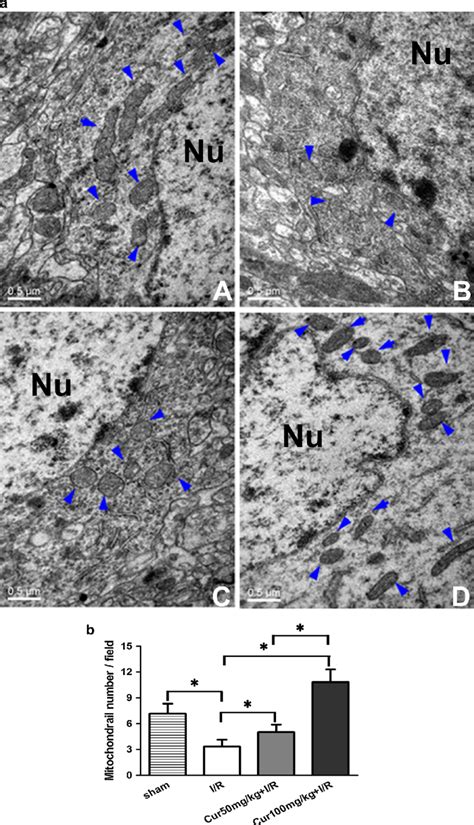 Effects Of Curcumin Pretreatment On Mitochondrial Number In The