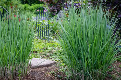 The Best Companions For Winter Blooming Begonias