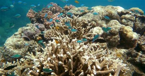 New Classification System For Reef Coral Bleaching St George