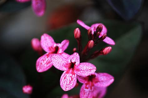 Bunga Ungu Fuchsia - Foto gratis di Pixabay - Pixabay