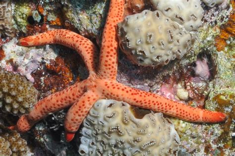 Linckia multifora - Multi-pore Star | ReefLifeSurvey.com