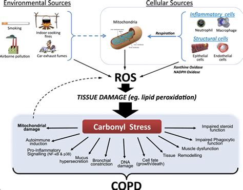 What Is Oxidative Stress The Health Impact Of Free Radicals