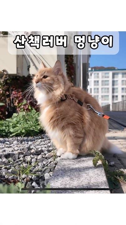 제목은 산책냥이로 하겠습니다 근데 이제 뚱냥이를 곁들인 산책냥이 Cat Youtube