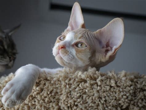 Кот девон рекс 70 фото