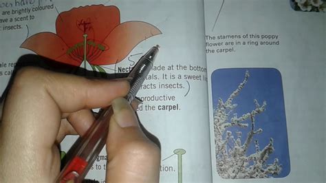 Class 7 Science Youtube