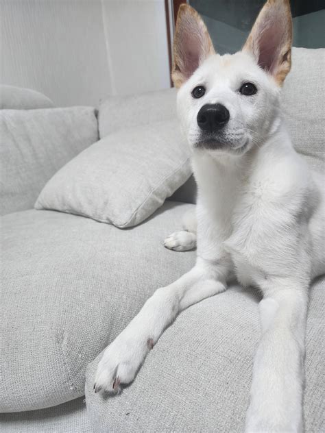 진도믹스 여아 분양합니다 유기견 무료분양 And 강아지 고양이 입양 사이트 유기견보호센터