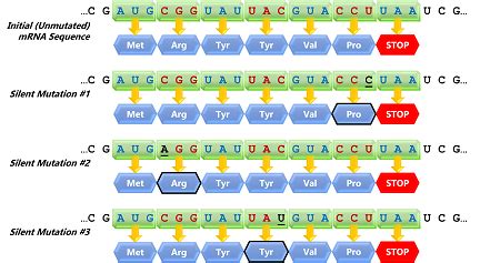 Silent Mutation Definition Examples Lesson Study Com