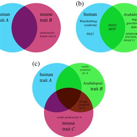 Predicting Performance Of Phenologs For Plant Phenotypes This Figure Download Scientific