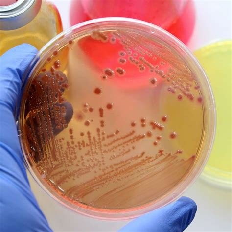 Curso De Microbiología Educiencia