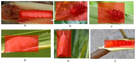 A New Deep Learning Based Technique For Rice Pest Detection Using Remote Sensing [peerj]