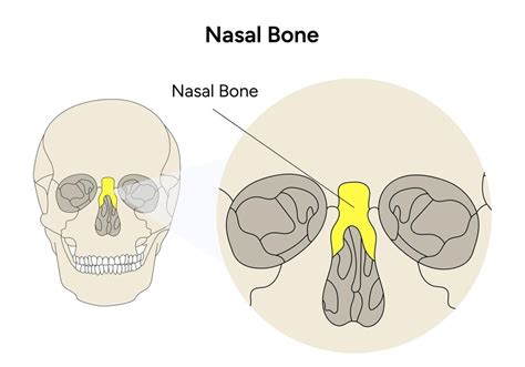 Premium Vector Anatomy Human Skull Infographic Nasal Bone
