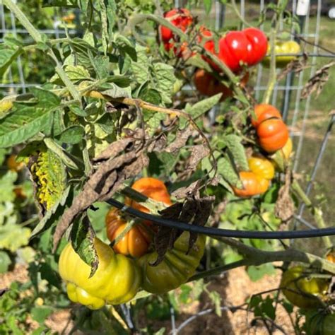 20 Of The Highest Yielding Tomato Varieties Tomato Garden