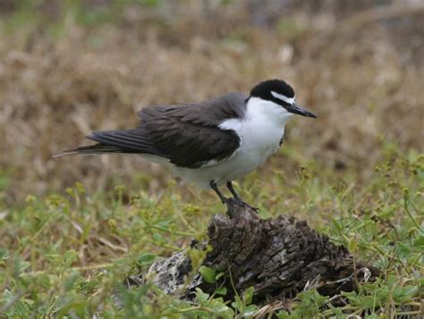 The Tropic Terns Bird Central Queensland Today