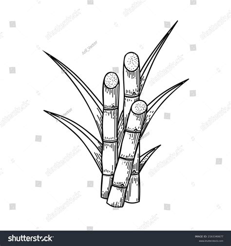 Sugarcane Packaging：超过 931 张免版税可许可的库存矢量图与艺术矢量图 Shutterstock
