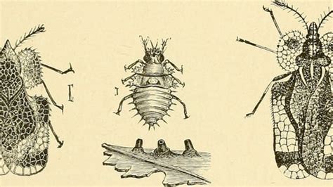 Bug Fossils