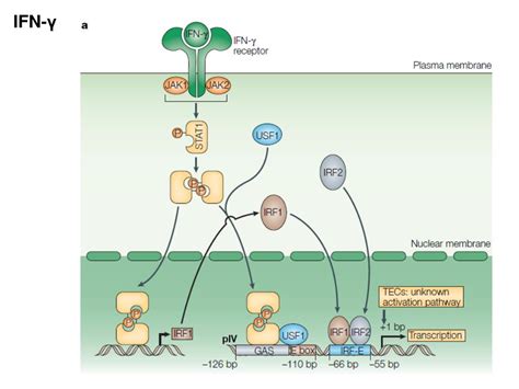 Ppt Regulation Of Mhcii Expression And Antigen Presentation