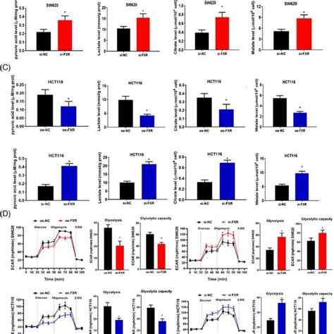 The Aberrant Expression Of Fxr Affects The Proliferation And Apoptosis