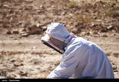اقتصاد بدون نفت زنبورداری و تولید بیش از 2هزار تن عسل در مراتع خراسان