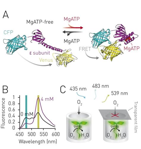Fret Sensor Assesses Atp Levels In Living Plants Bmg Labtech