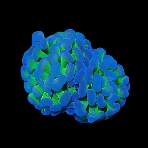 Hologram Hammer Coral Branching