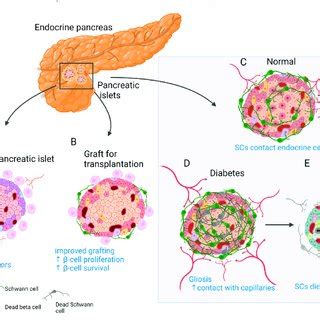 Role Of SC And Neural Crest NC Cells In The Physiology And Disease Of Download Scientific